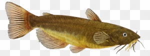 Black Bullhead Catfish By Lamastok - Lunge - Free Transparent PNG ...