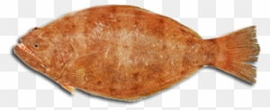 Download Amazing High-quality Latest Png Images Transparent - Halibut ...