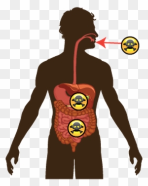 Ingestion Of A Xenobiotic - Toxic Ingestion - Free Transparent PNG ...