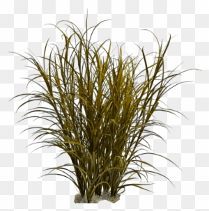 Forest Floor Texture Seamless Download - Ornamental Grasses Png - Free ...