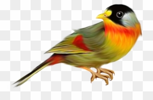 Canary Bird - Free Transparent PNG Clipart Images Download