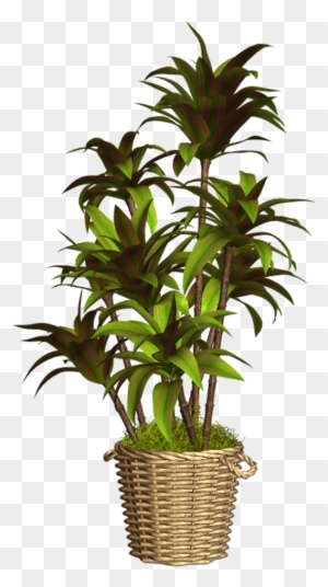 Maceteros Con Flores Png - Free Transparent PNG Clipart Images Download