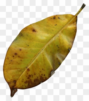 Rot Clipart, Transparent PNG Clipart Images Free Download - ClipartMax