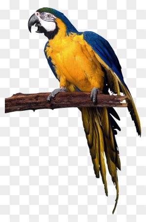 Macaw Download Png - Parrot Transparent Background - Free Transparent ...