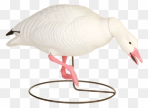 Goose Clipart Specklebelly - Decoy - Full Size PNG Clipart Images Download