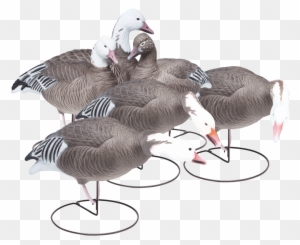 Group Of Six Blue Goose Field Hunting Decoys From Final - Final ...