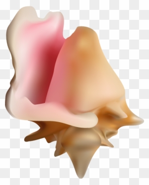 Conch Clipart, Transparent PNG Clipart Images Free Download - ClipartMax