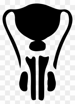 Reproductive System - Reproductive System - Free Transparent PNG ...