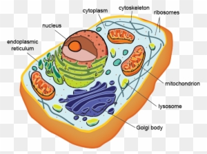 Unlabeled Cell - Structure Of Mitochondria And Function - Free ...