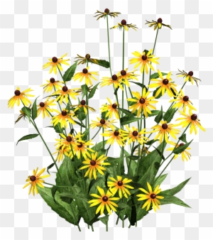 Black Eyed Susan - Black Eyed Susan Clip Art - Free Transparent PNG ...