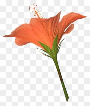 Free High Resolution Clip Art - Chinese Hibiscus - Free Transparent PNG ...