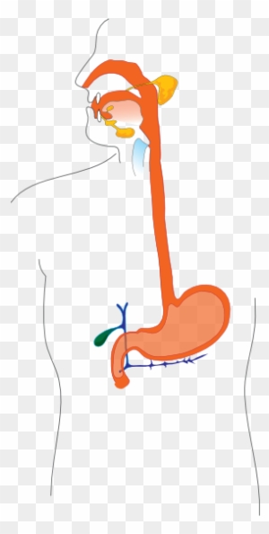 Digestive System - Stomach Diagram Without Labels - Free Transparent ...
