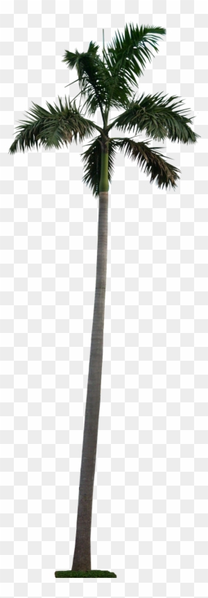 Cutout Palm Tree Immediate Entourage - Palm Tree Cutout - Free ...