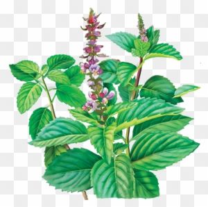 Holy Basil - Alvita - Herbal Holy Basil Tea Organic - 24 Tea Bags ...