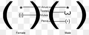 Kitten Sexing Guide - Tell The Gender Of A 4 Week Old Kitten - Free ...