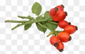 Rose Hips - Autumn - Free Transparent PNG Clipart Images Download