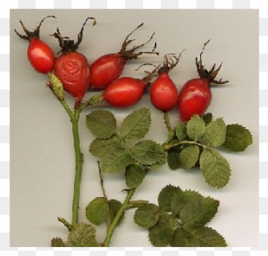 The Aggregate Fruit Of The Rose Is A Berry-like Structure - Kusburnu ...