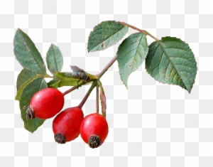 Rose Hips - Autumn - Free Transparent PNG Clipart Images Download