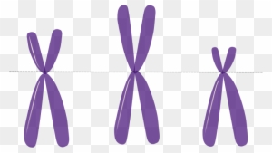 Free Acrocentric Chromosomes - Chromosome - Free Transparent PNG ...