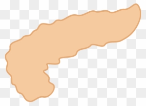 Pancreas Free Icon - Pancreas - Free Transparent PNG Clipart Images ...