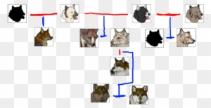 Domestic Cat Shape Comments - Free Cat Svg Files - Free Transparent PNG ...