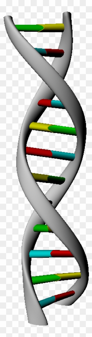 3d Dna Strand Rendering - Headband - Free Transparent PNG Clipart ...