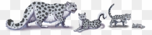 Felis Pardus 3 0 Snow Leopard - Leopard - Free Transparent PNG Clipart ...