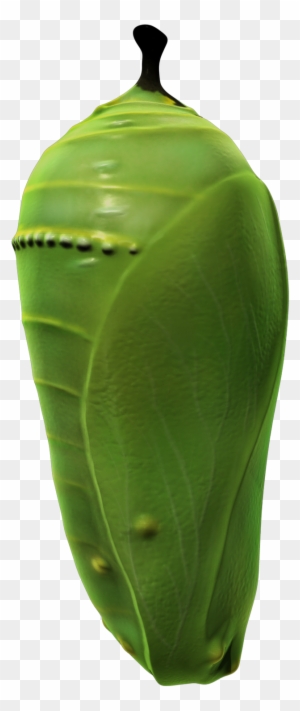 Monarch Butterfly Life Cycle Clip Art Bug Insect Clip - Pupa - Free ...