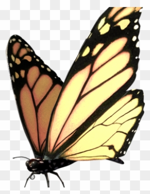 Butterfly-modell - Monarch Butterfly - Free Transparent PNG Clipart ...