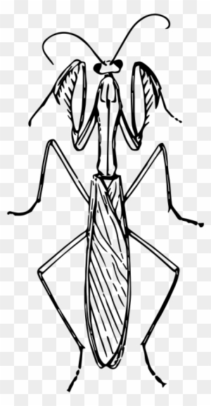 Praying Mantis Face Drawing