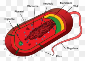 Eukaryotic Cell Structure And Function - Prokaryotic And Eukaryotic ...