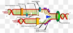 Dna Replication Split - Dna Replication - Free Transparent PNG Clipart ...
