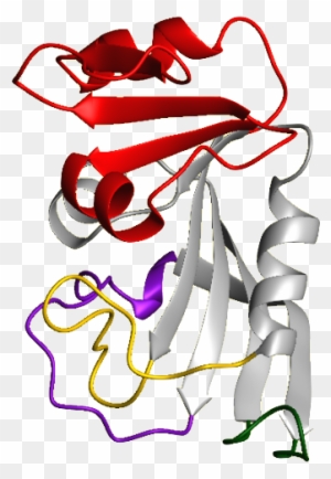 Dhfr Ribbon Diagram - Dihydrofolate Reductase Secondary Structure ...