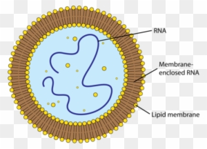 First Cells On Earth - Free Transparent PNG Clipart Images Download