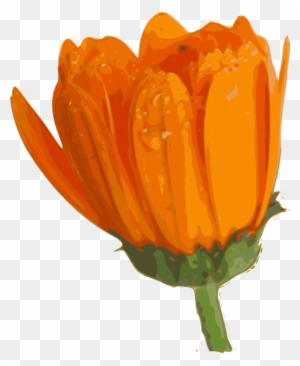 Blooming Flower Animation Pictures | Best Flower Site