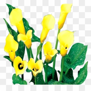 Black Magic Calla Lilies By Lilipilyspirit - Tulip - Free Transparent ...