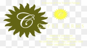 Cropped 600 Full Sun Header For Website Fotoflexer - Clark Memorial ...