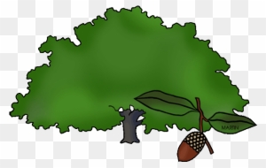 Georgia State Tree - Illustration - Free Transparent PNG Clipart Images ...