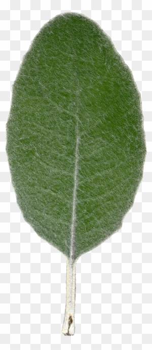 Leaf Texture Mapping Plant Stem - Leaf Texture Png - Free Transparent ...