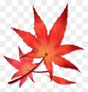 Plants Maple Leaf Icon - Chinar Leaf Logo - Free Transparent PNG ...