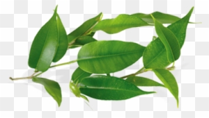 Tea Tree Oil Comes From An Australian Flowering Shrub - Tea Tree Leaves ...