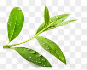 Tea Tree Oil Plant - Tea Tree Png - Free Transparent PNG Clipart Images ...