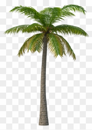 Palm Tree - Palm Beach County, Florida - Free Transparent PNG Clipart ...