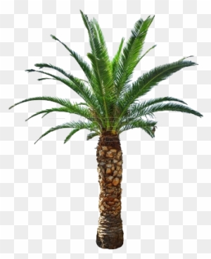 Cycad - Palm Tree Png - Free Transparent PNG Clipart Images Download