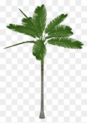 Alexander Palm - Alexandra Palm Tree Png - Free Transparent PNG Clipart ...
