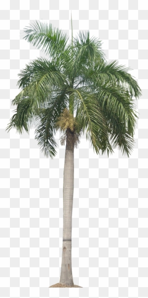 Royal Palm - Roystonea Regia Png - Free Transparent PNG Clipart Images ...