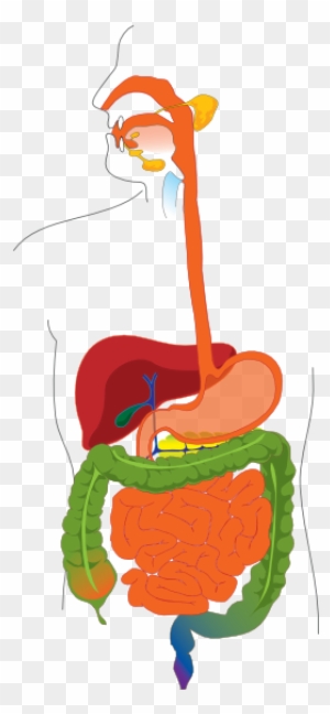 Digestive Process - Human Digestive System Cartoon - Free Transparent ...