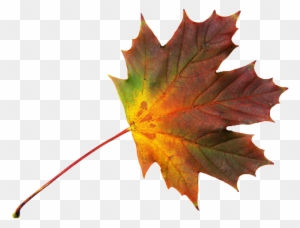 Autumn Leaf Color Maple Leaf Clip Art - Autumn Leaf Color Maple Leaf ...
