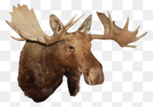 Moose Head Clipart, Transparent PNG Clipart Images Free Download ...