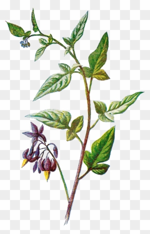 Wildflower Clipart Botanical Illustration - Antique Print Of Tormentil ...